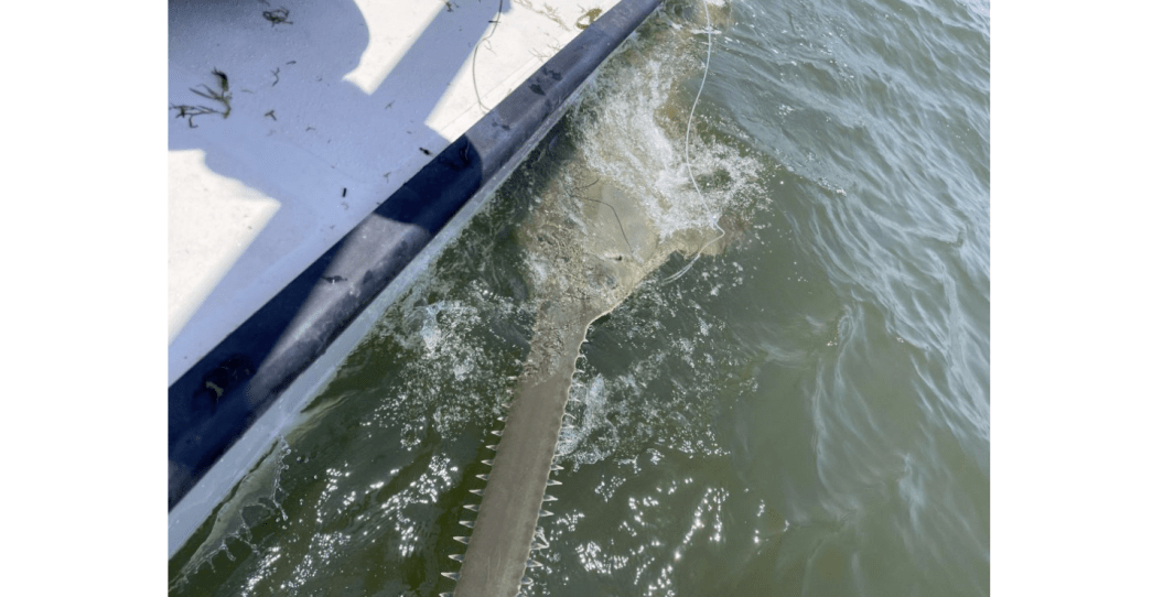 13-Foot Endangered Sawfish Spotted in Northern Florida - Wide Open Spaces