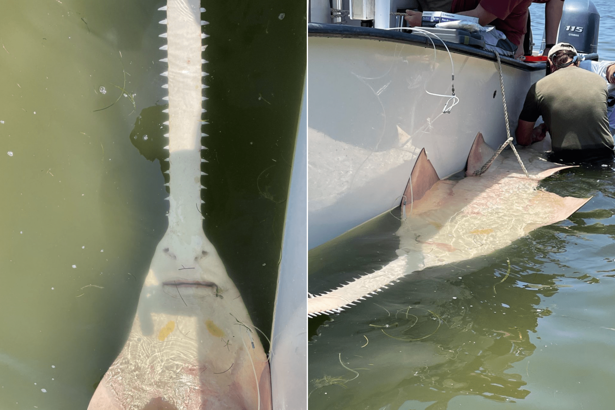13-Foot Endangered Sawfish Spotted in Northern Florida - Wide Open Spaces