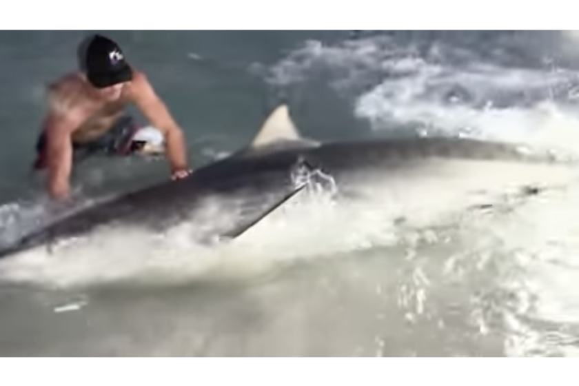 Couple Hooks 800-Pound Tiger Shark on Honeymoon in Florida