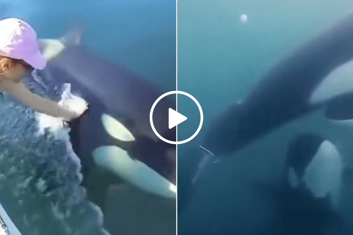 Young Killer Whale Seeks Human Help to Rescue Mother