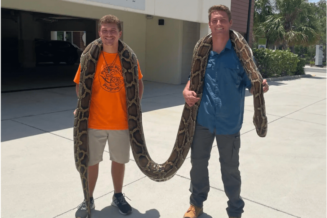 19-Foot Python Sets New World Record, Caught By a 22-Year-Old
