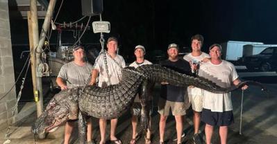 524-Pound Gator Caught During Alabama's Short Hunting Season