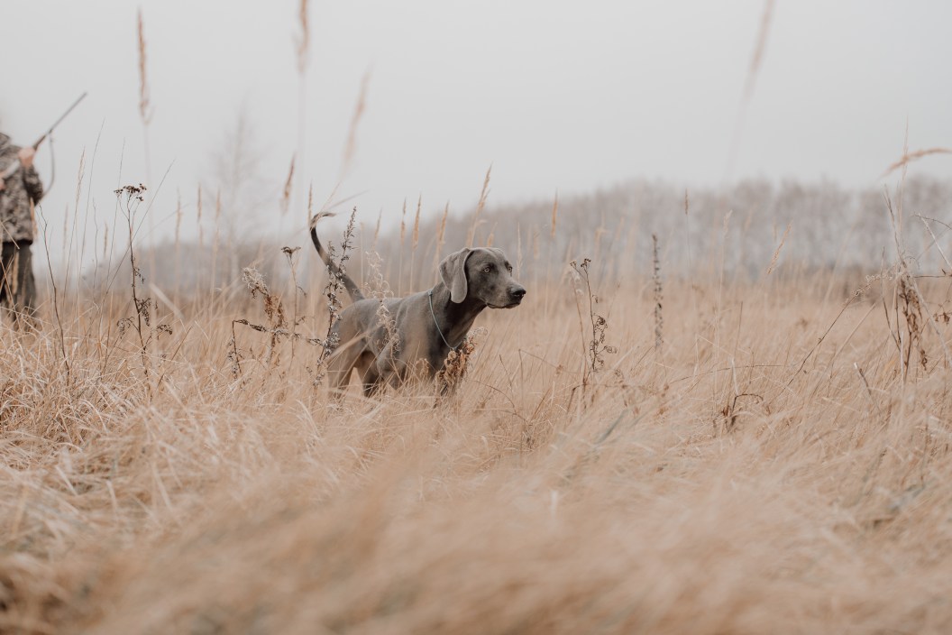 20 Hunting Dog Breeds That Make the Best Field Companions