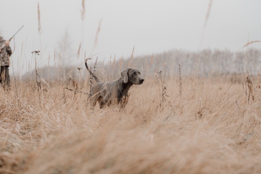20 Hunting Dog Breeds That Make the Best Field Companions