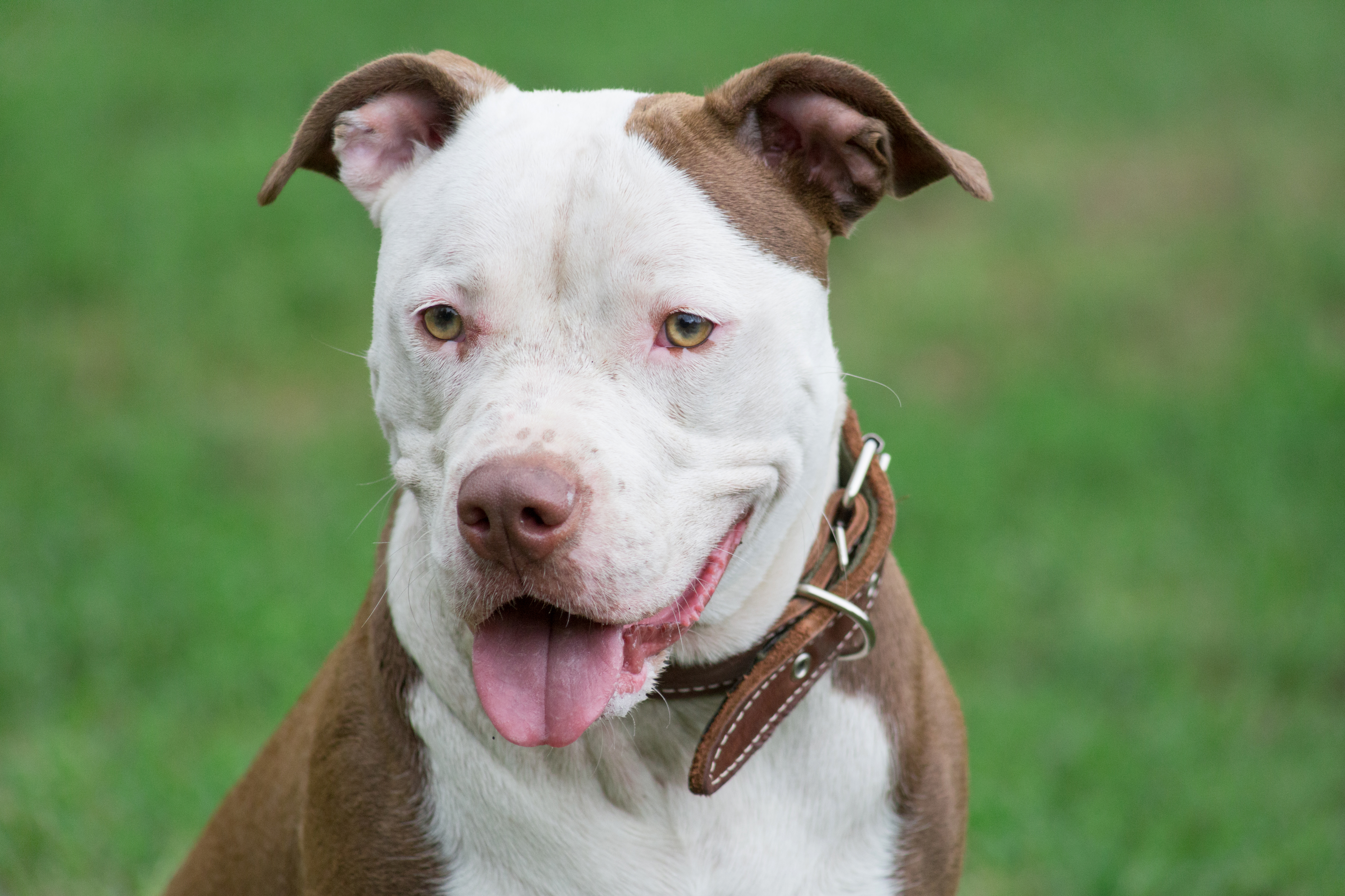 20 Hunting Dog Breeds That Make the Best Field Companions