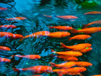 The Very Serious Problem Of Giant Goldfish Super Invaders