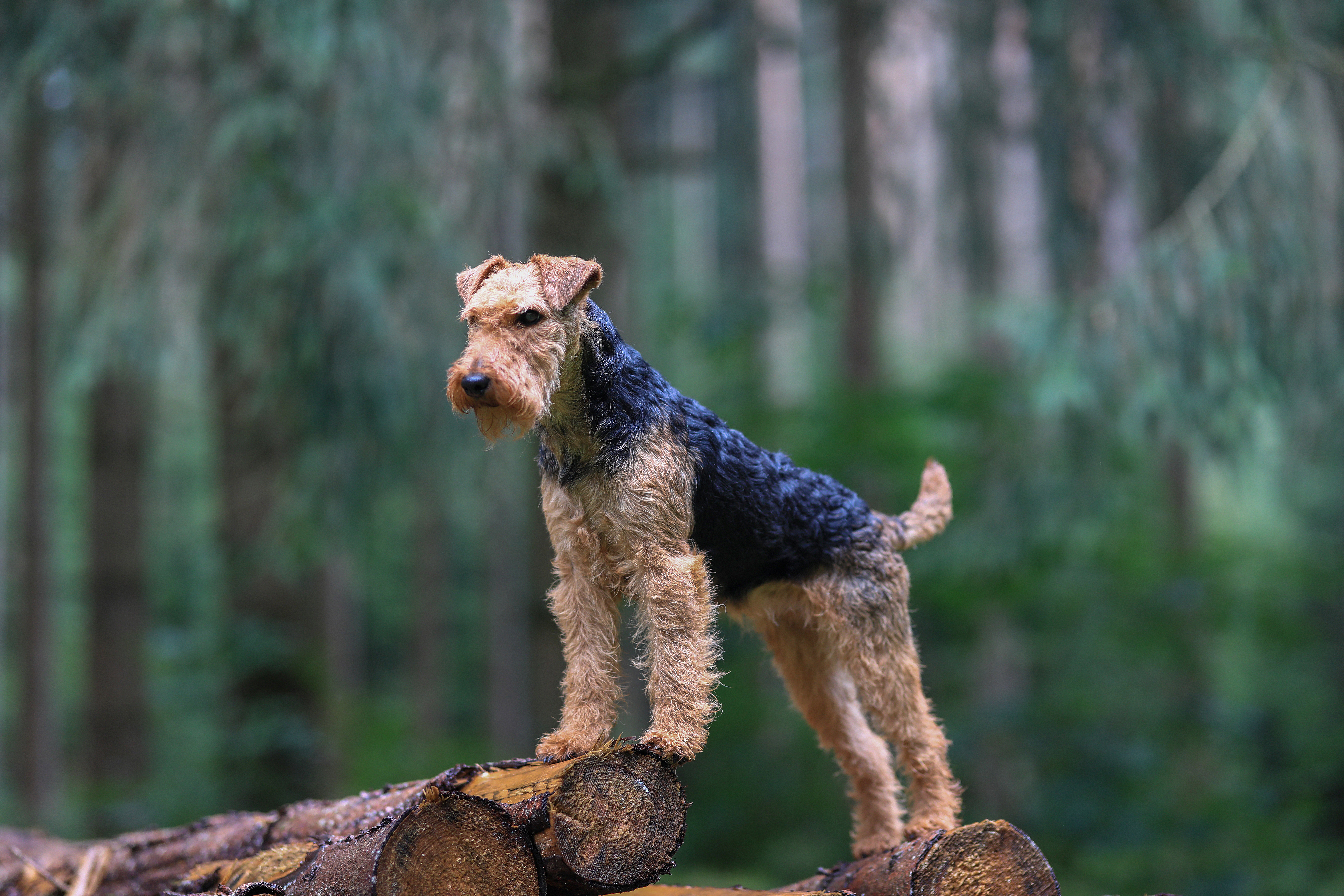 20 Hunting Dog Breeds That Make the Best Field Companions