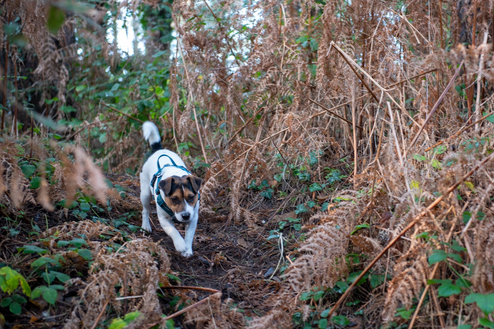 20 Hunting Dog Breeds That Make the Best Field Companions