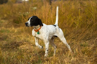 20 Hunting Dog Breeds That Make the Best Field Companions