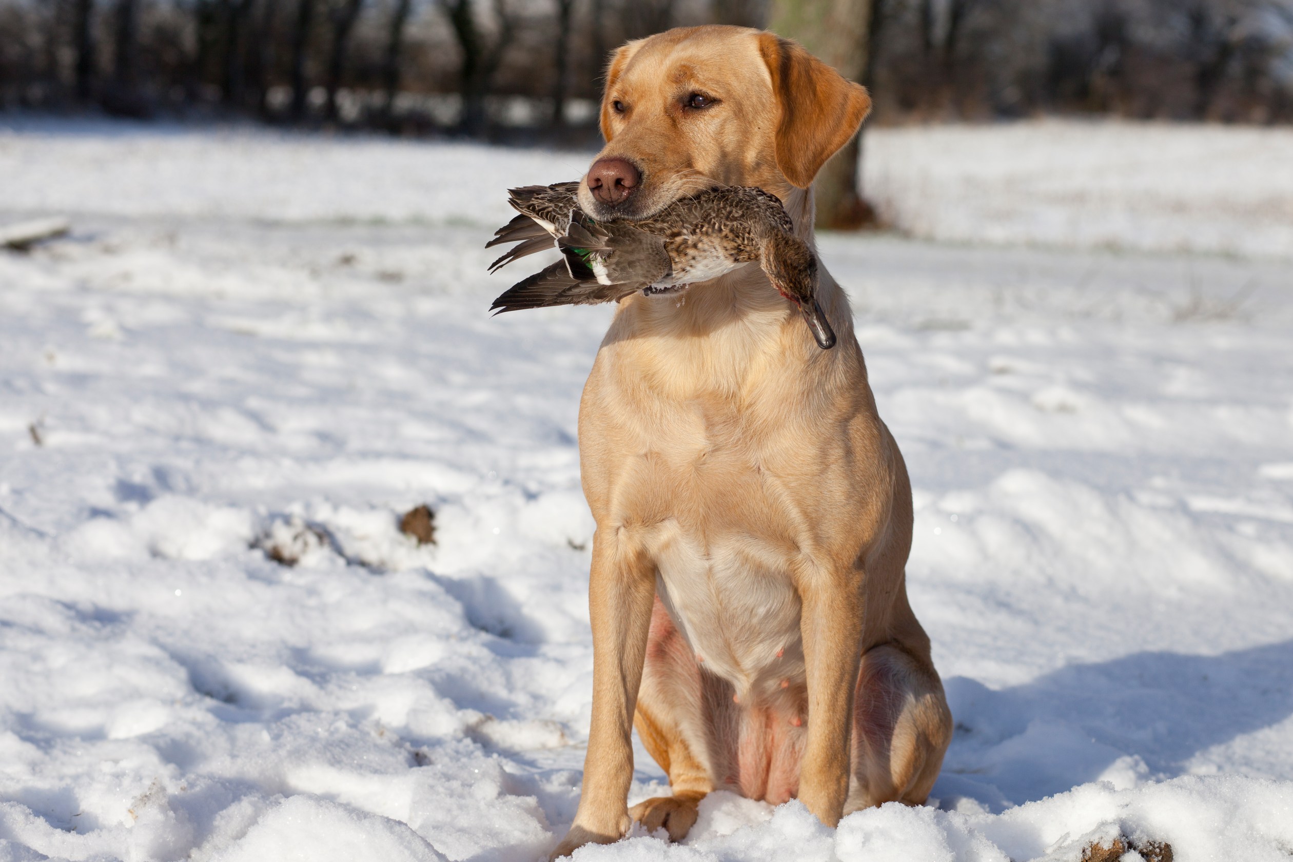 20 Hunting Dog Breeds That Make the Best Field Companions