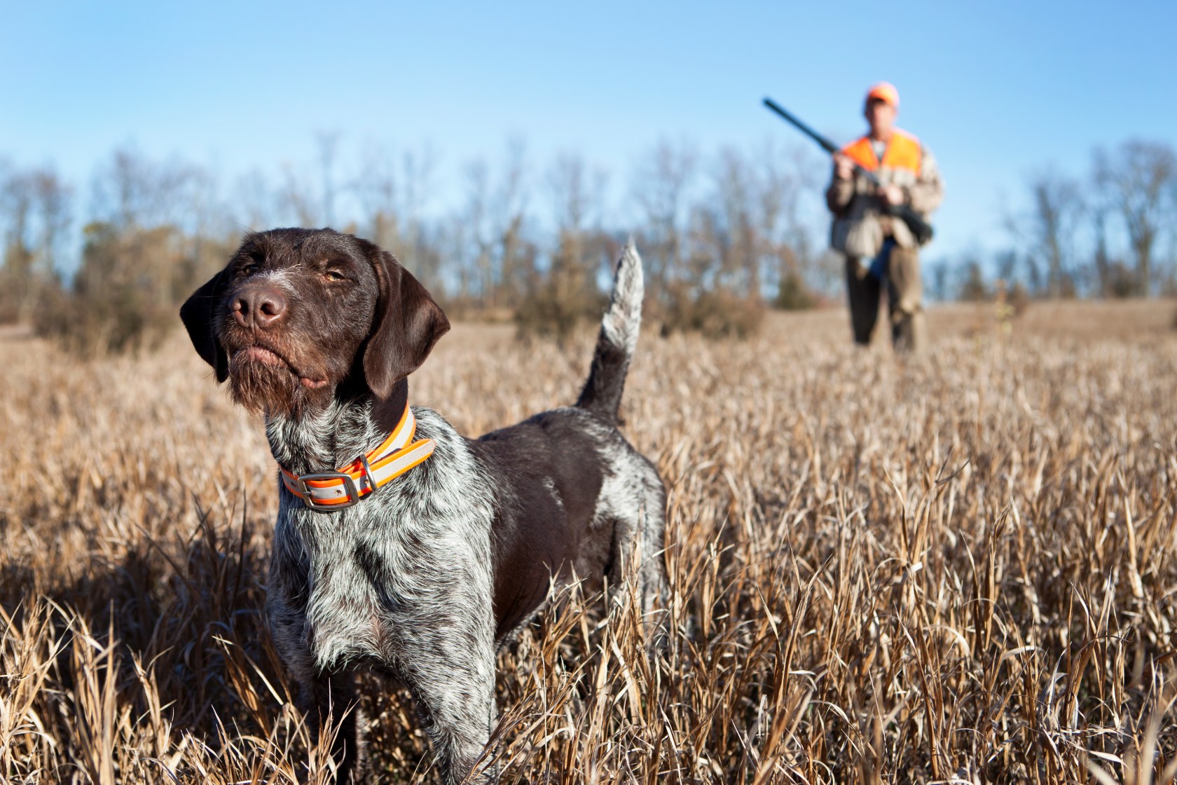 20 Hunting Dog Breeds That Make the Best Field Companions