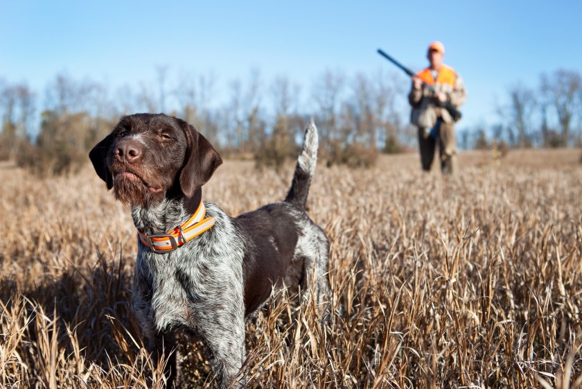 20 Hunting Dog Breeds That Make the Best Field Companions