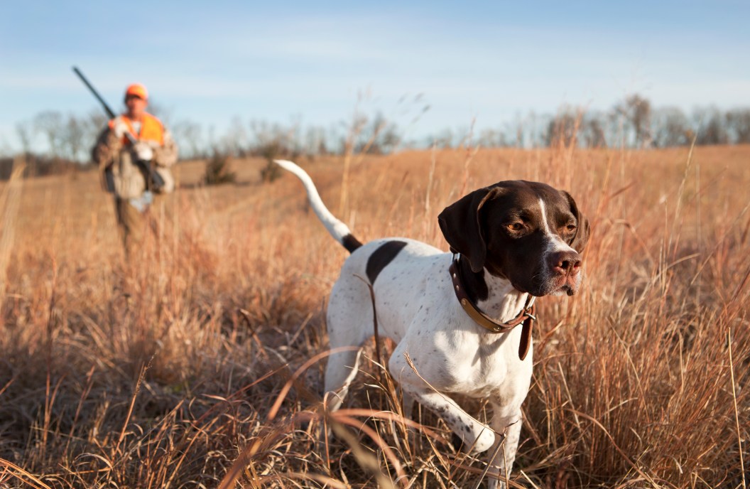 20 Hunting Dog Breeds That Make the Best Field Companions