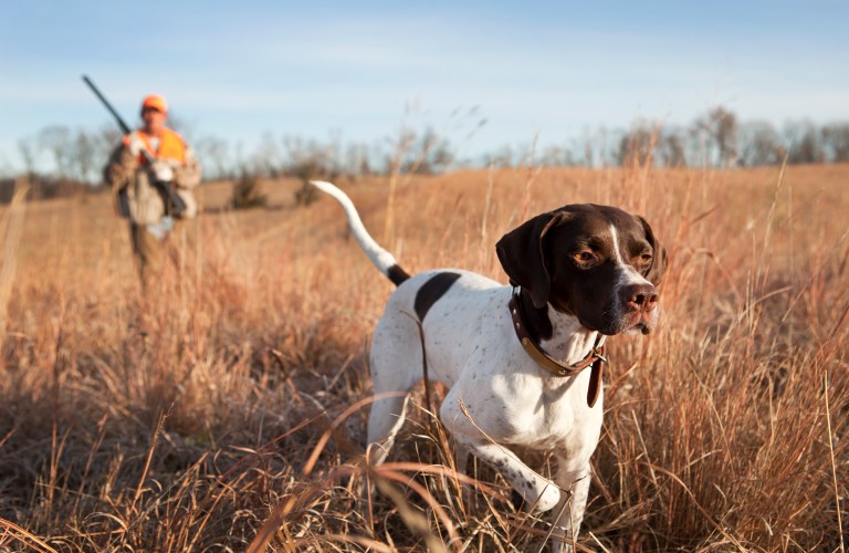 20 Hunting Dog Breeds That Make the Best Field Companions