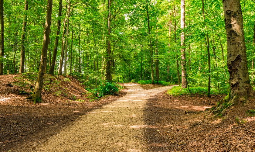 7 Nature Apps to Download and Learn Things on Your Next Hike