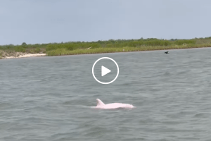 Watch: Rare Pink Dolphin Spotted by Fisherman in Louisiana River
