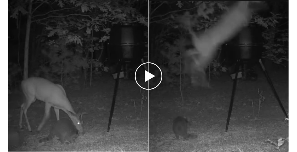 Watch: Deer Has the Jumpscare of Its Life After an Encounter With a ...