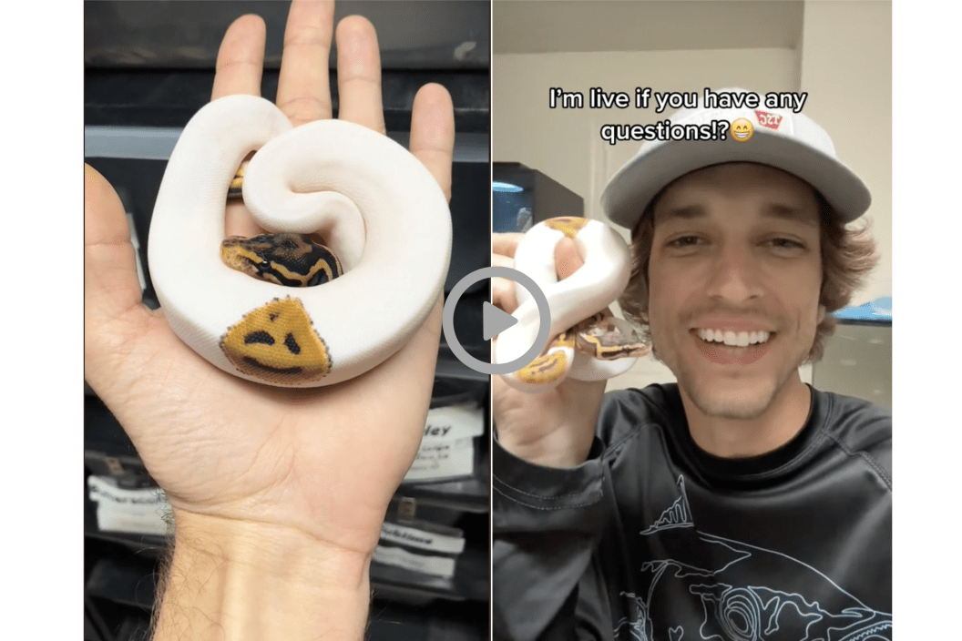 Watch: Adorable Snake Hatched with Smiley Face on Scales - Wide Open Spaces