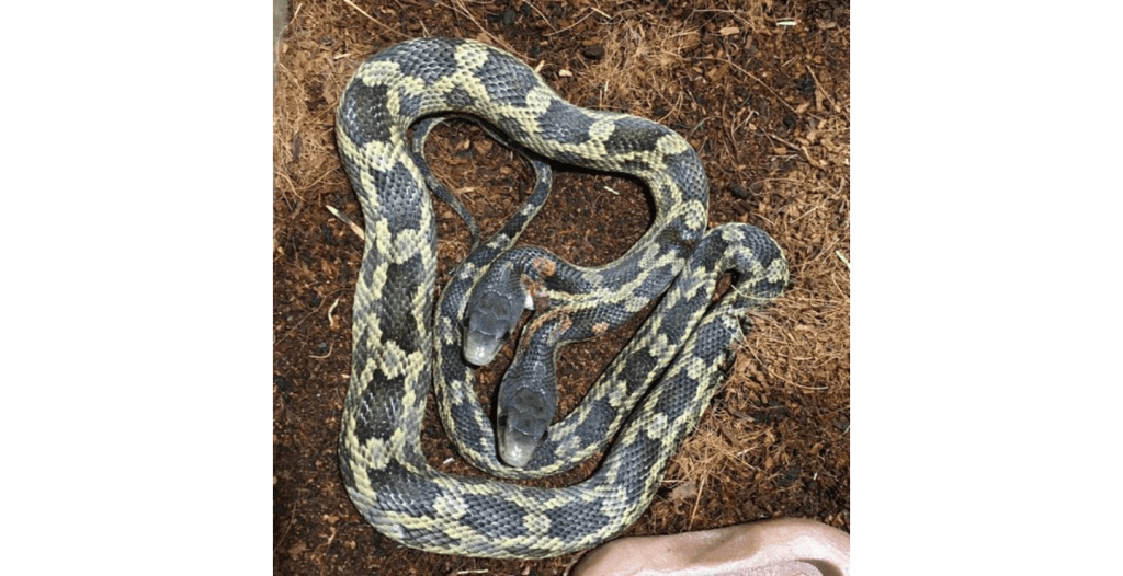 Super Rare Two-Headed Snake Now on Display at Texas Zoo