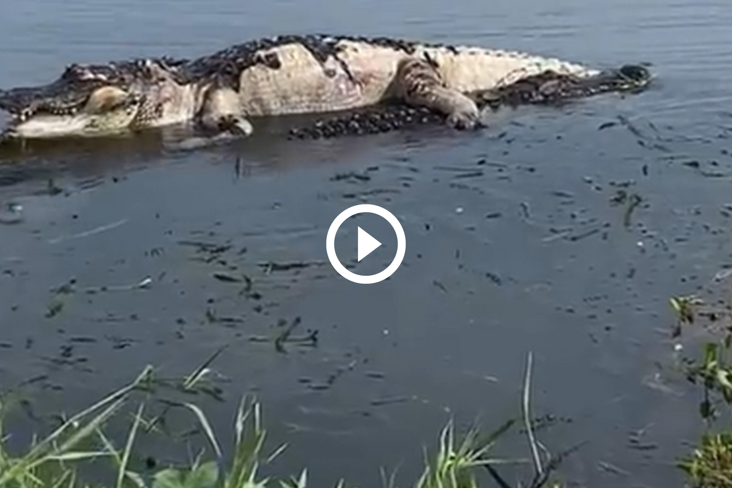 Florida Alligator Aggressively Goes After Fisherman - Wide Open Spaces