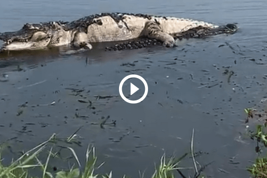 Video: Huge Alligator Cannibalizes Another Gator in Florida Lake - Wide ...