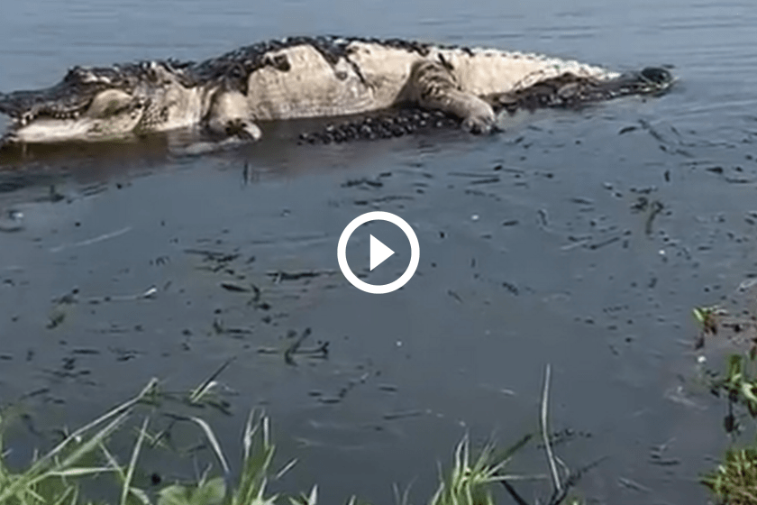Video: Huge Alligator Cannibalizes Another Gator in Florida Lake - Wide ...