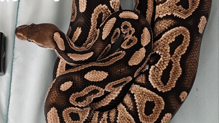 Florida Neighborhood Overrun by Dozens of Ball Pythons