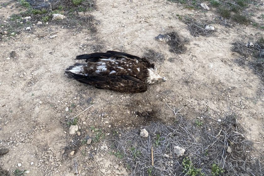 Illegal Shooting Is Leading Cause of Bird Deaths in Western U.S.