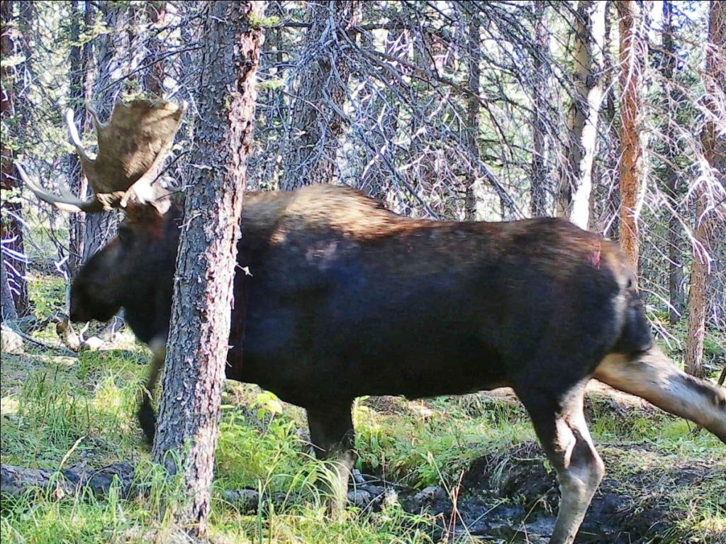 Kansas Poacher Who Left Moose Meat to Rot Finally Sentenced