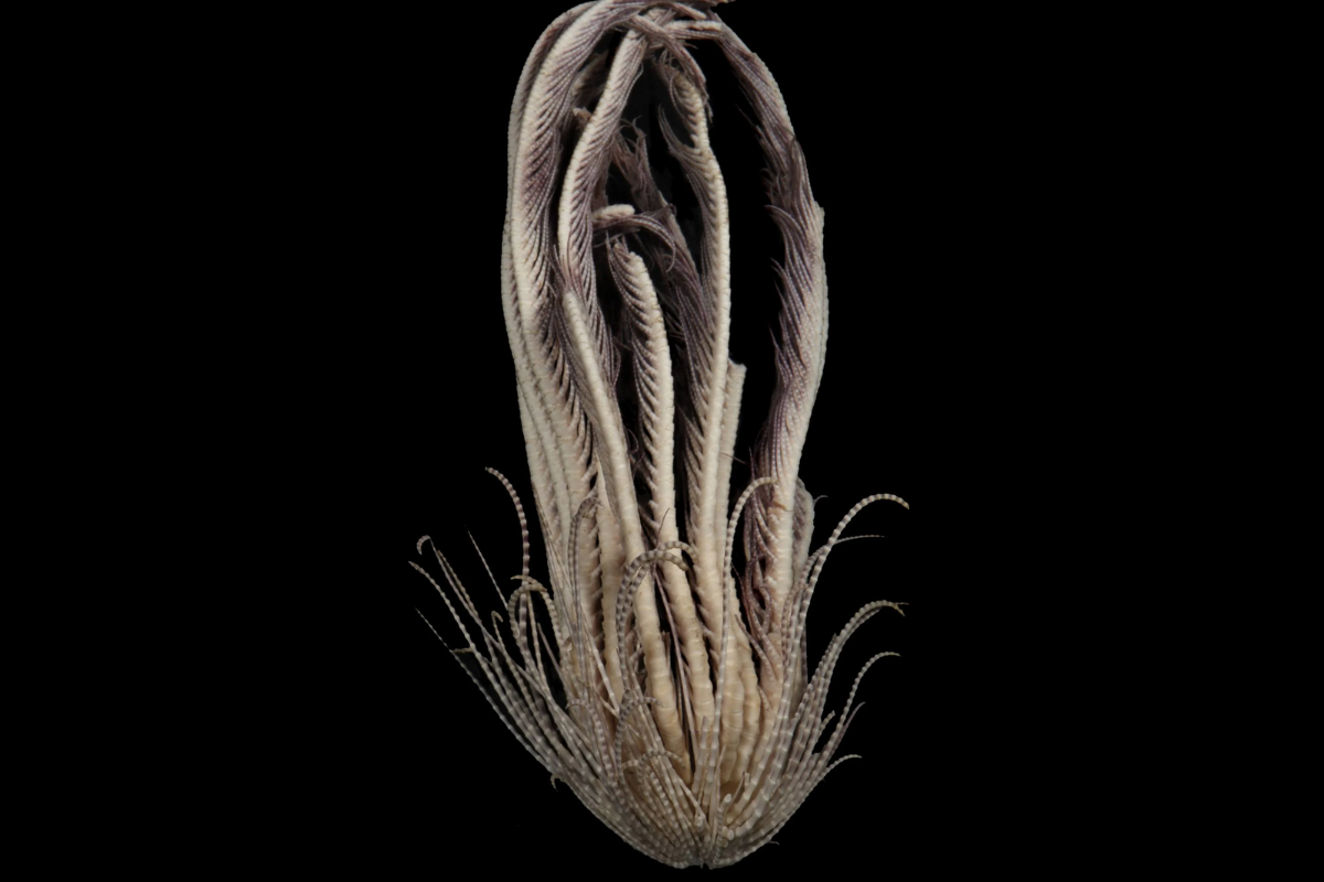 New "Otherworldly" Species with 20 Arms Found in Antarctic Ocean