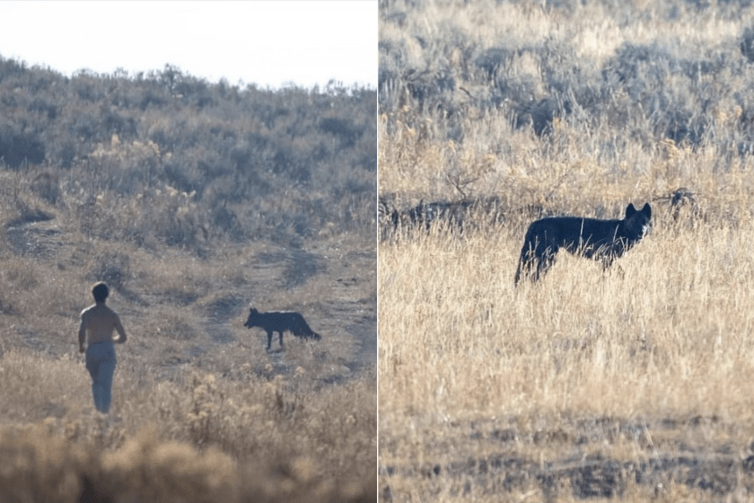 Pictures: Dumb, Shirtless Man Harasses Black Wolf in Yellowstone