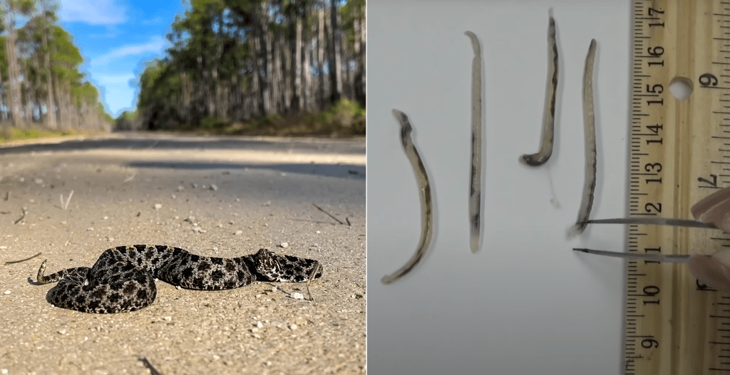 Invasive Parasites Threaten Native Florida Snakes, Science Says