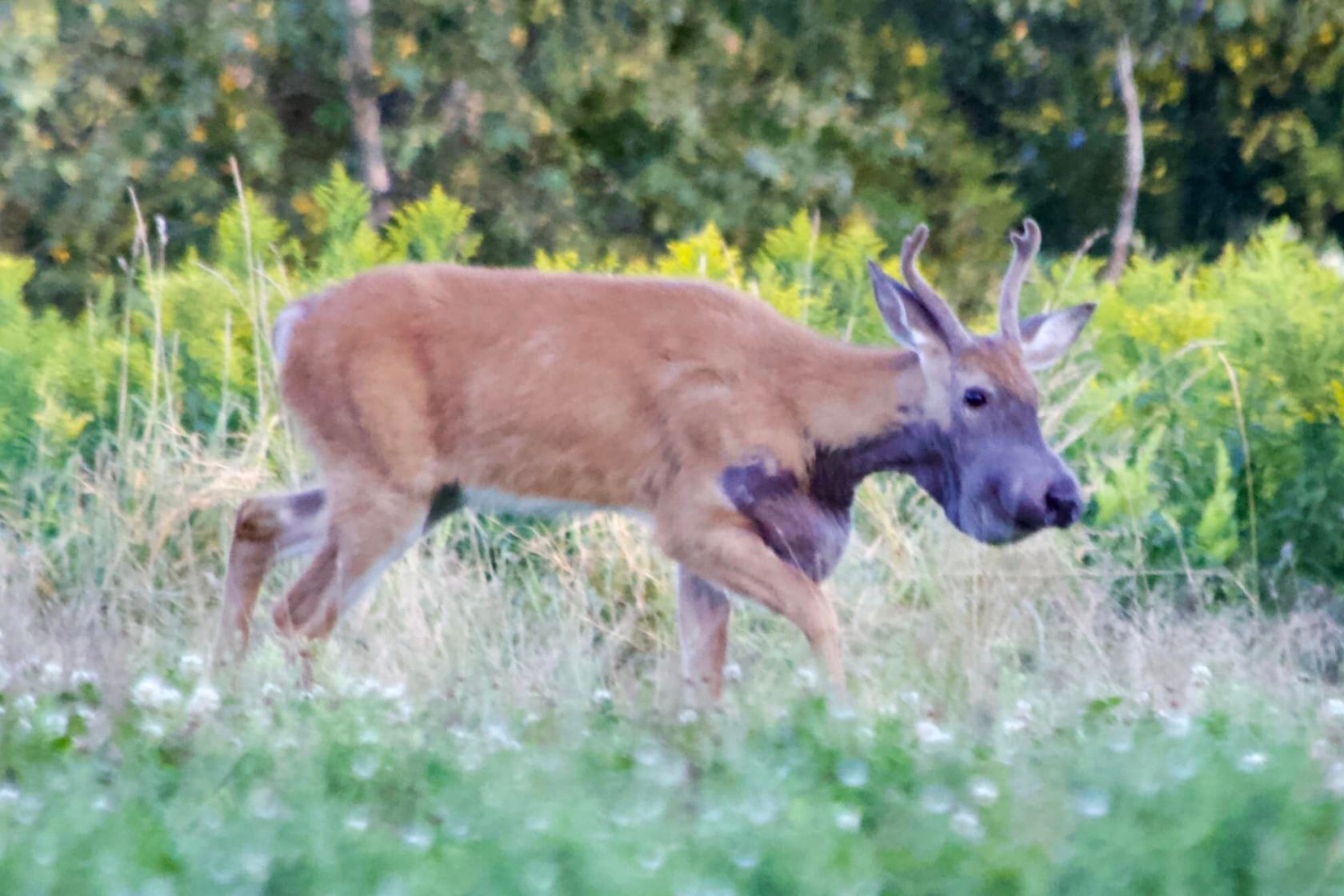 Purple Deer Spotted in Maine, Suffering Rare Disease