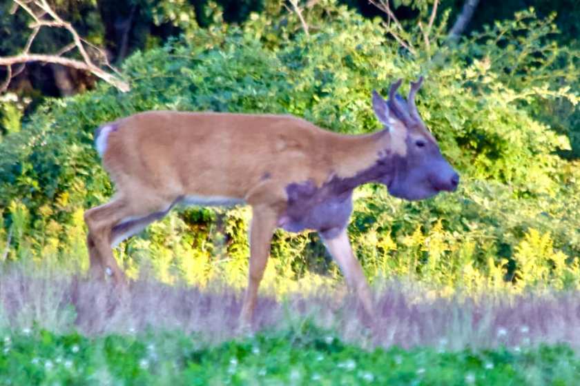 Purple Deer Spotted in Maine, Suffering Rare Disease
