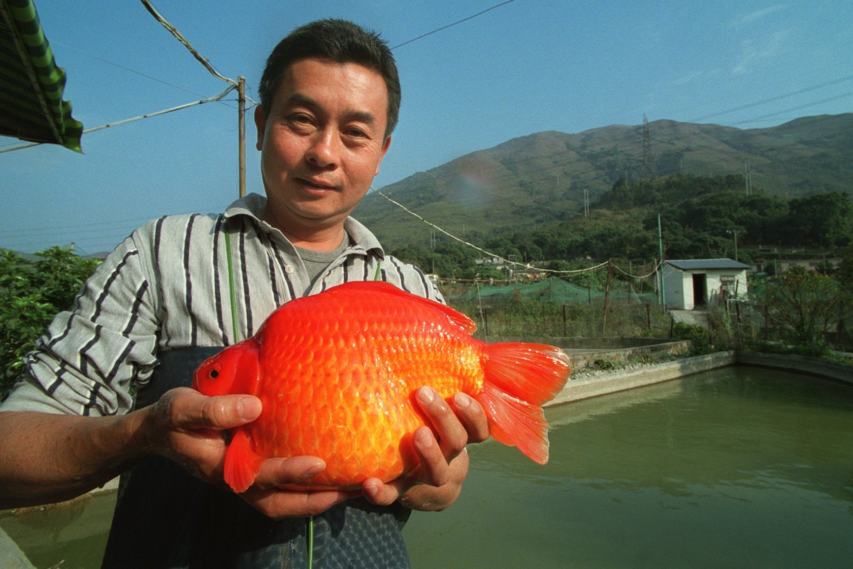 The Very Serious Problem Of Giant Goldfish Super Invaders