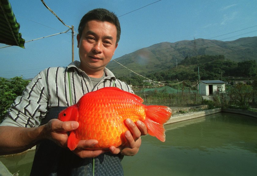 The Very Serious Problem Of Giant Goldfish Super Invaders