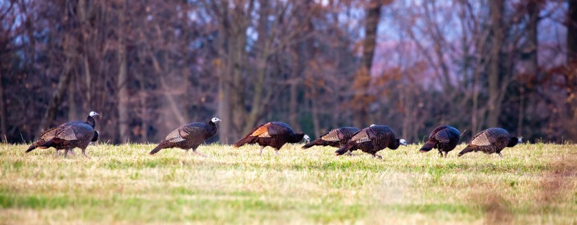 Fall Turkey Hunting: 6 Tips for Better Success in the Autmn