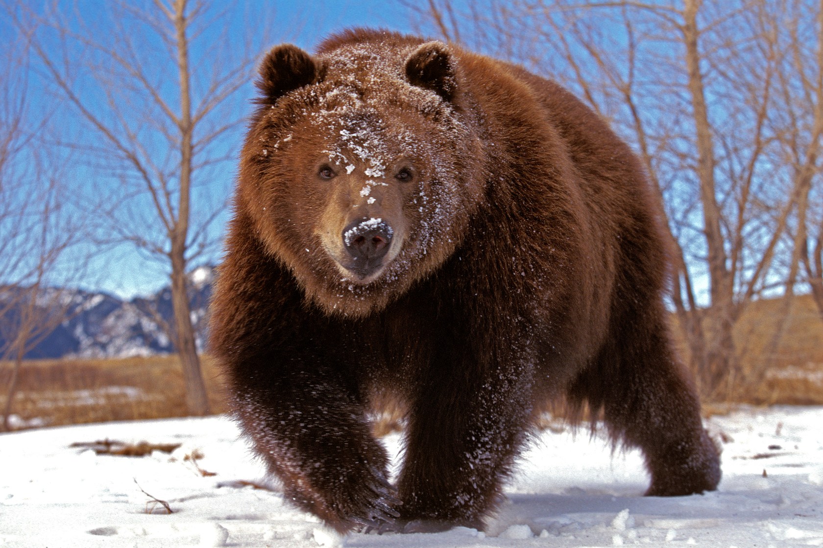 Biggest Bears in the World: All About Polar, Grizzly & Black Bears