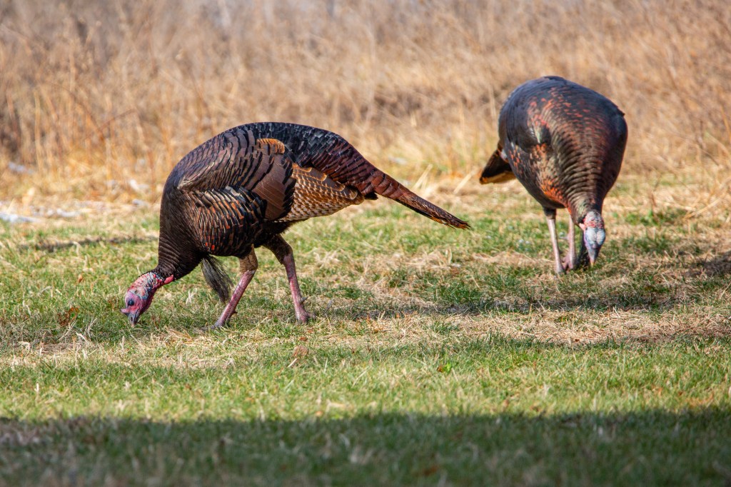Fall Turkey Hunting: 6 Tips for Better Success in the Autmn
