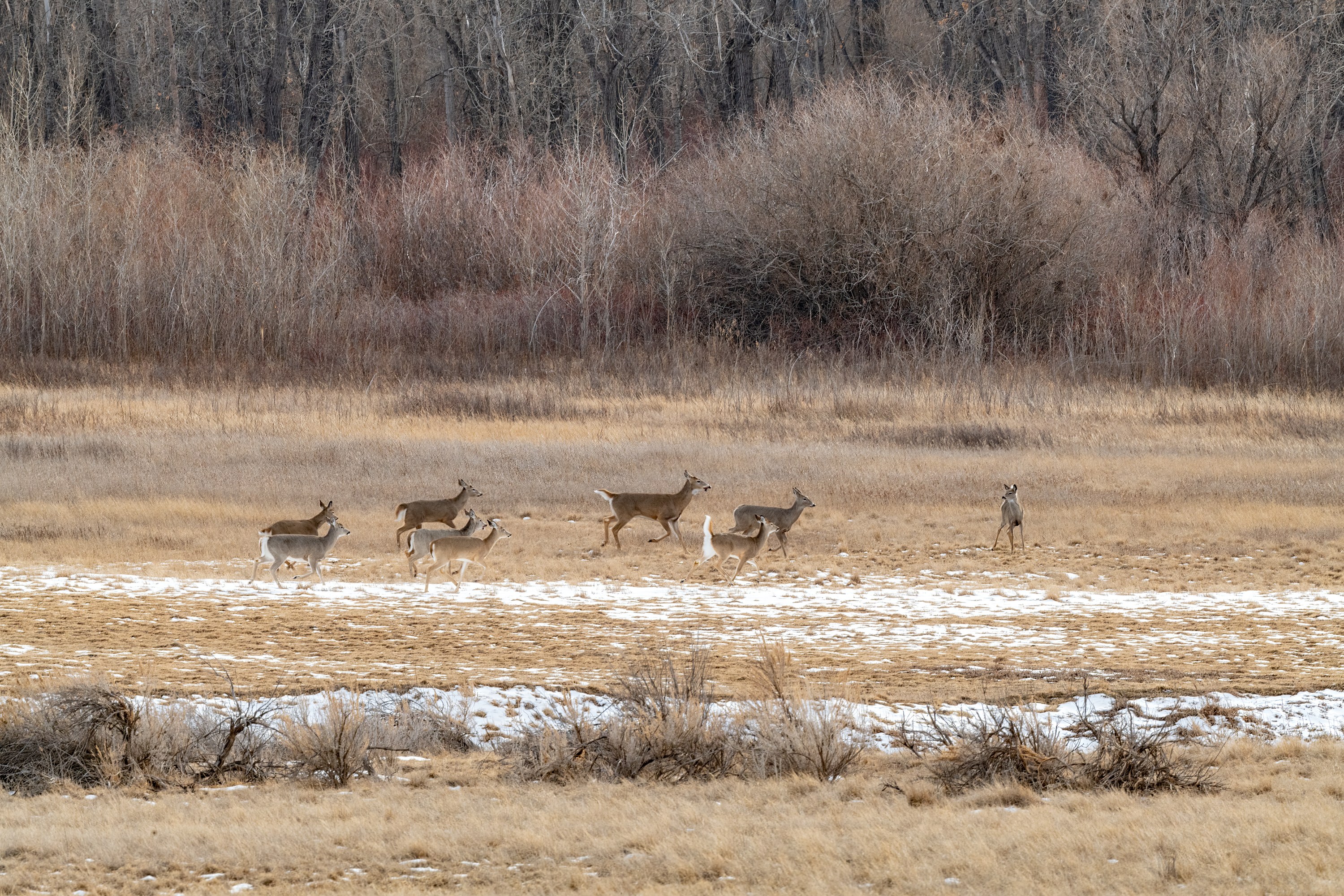 30+ Deer Found Dead in Pennsylvania Due to Spread of Disease