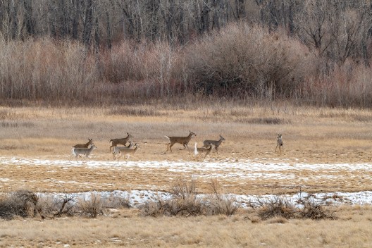 30+ Deer Found Dead in Pennsylvania Due to Spread of Disease
