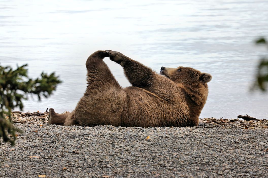 Fat Bear Week 2023: Bears at Katmai National Park, How to Vote