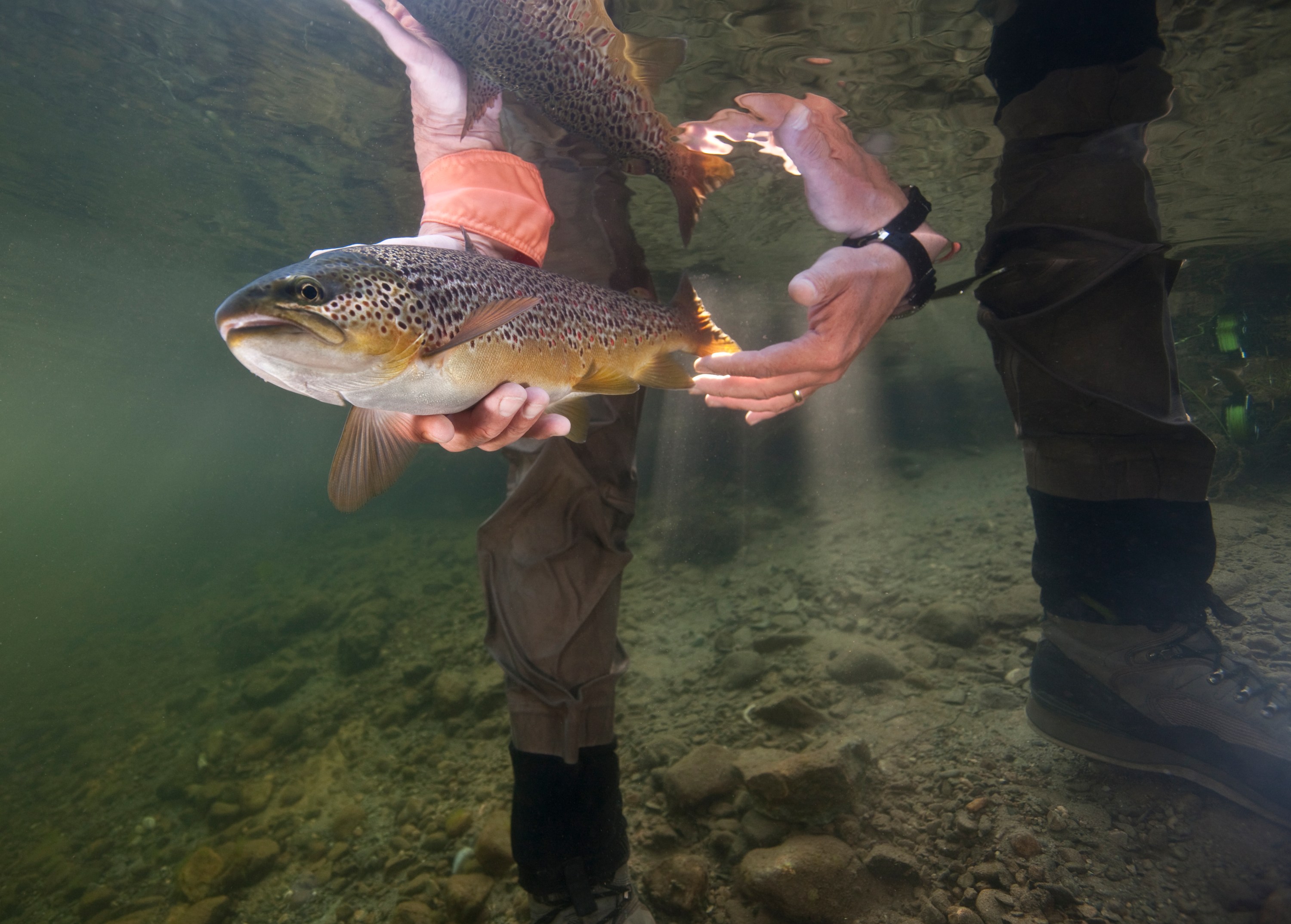 5 Best Trout Streams in the Eastern United States - Wide Open Spaces
