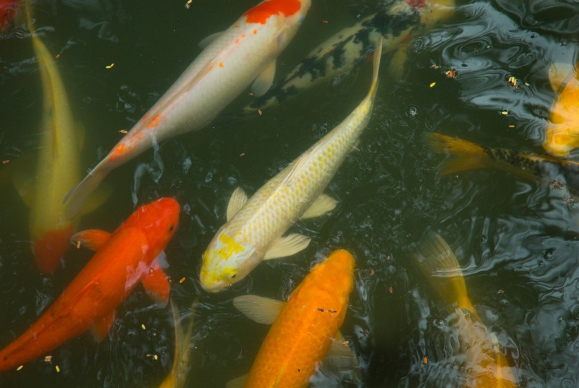 The Very Serious Problem Of Giant Goldfish Super Invaders