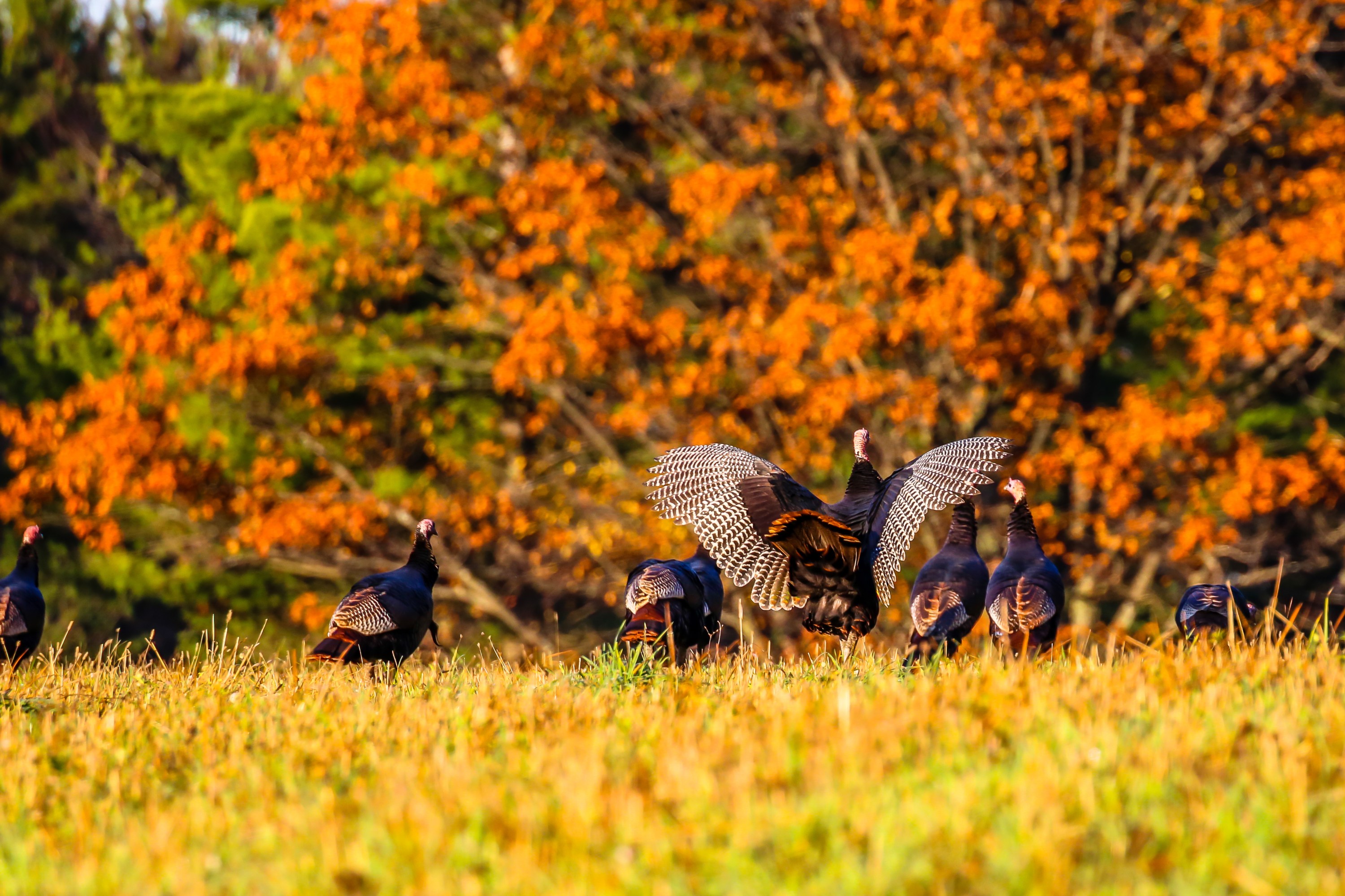 Fall Turkey Hunting: 6 Tips for Better Success in the Autmn