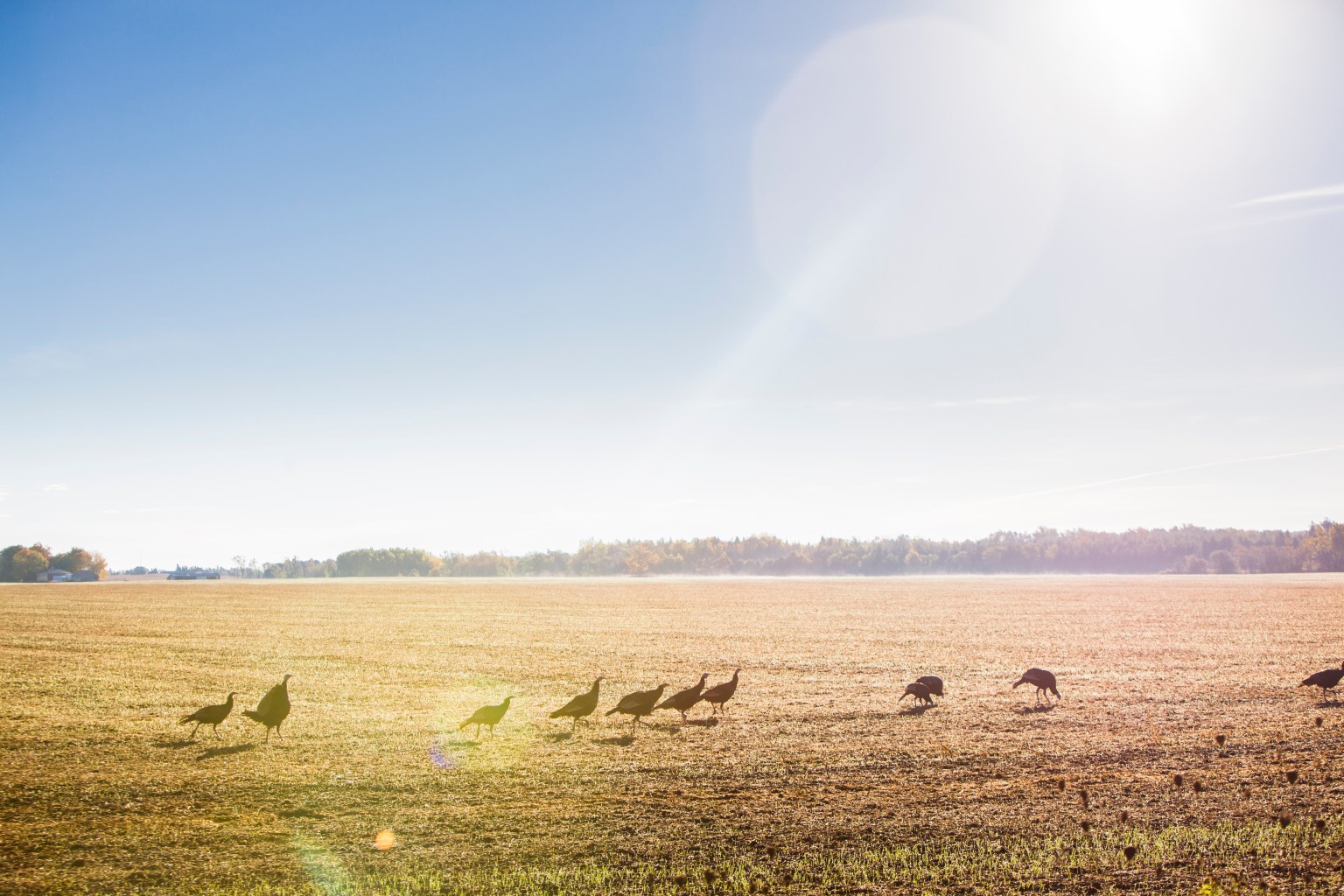 Fall Turkey Hunting: 6 Tips for Better Success in the Autmn