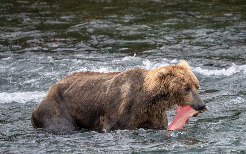 Fat Bear Week 2023: Bears at Katmai National Park, How to Vote