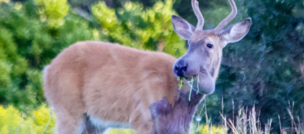 Purple Deer Spotted in Maine, Suffering Rare Disease
