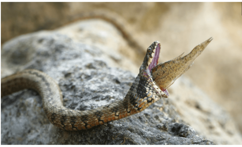 Scientist Saves Snake Choking on Huge, Spiny Invasive Fish