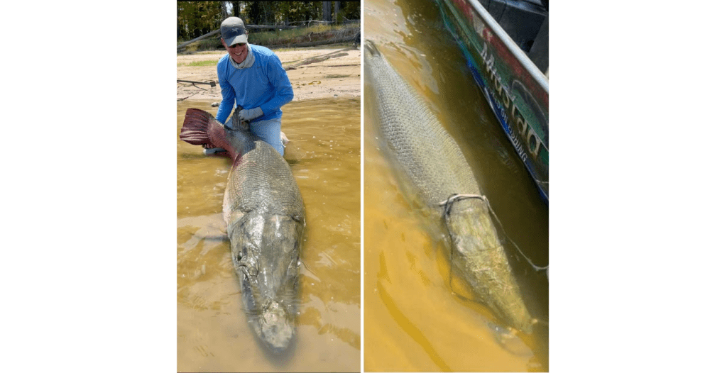 Man Catches World Record-Contending Alligator Gar in Texas